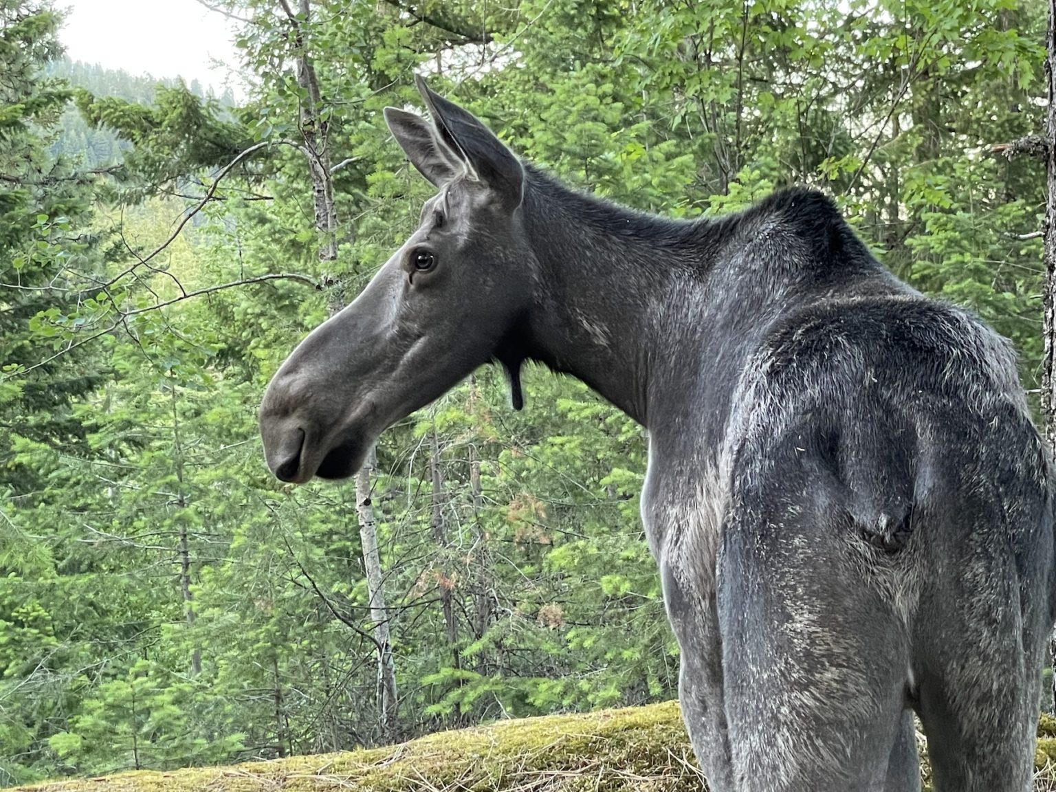 Play - Visit Sandpoint